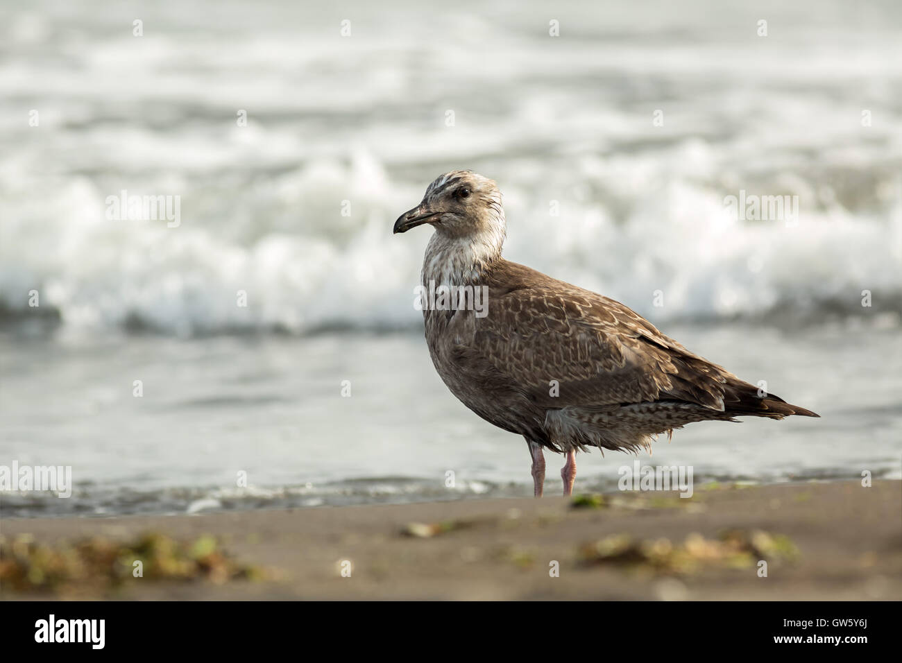 Pacific Gull on the shore of Ocean Stock Photo - Alamy