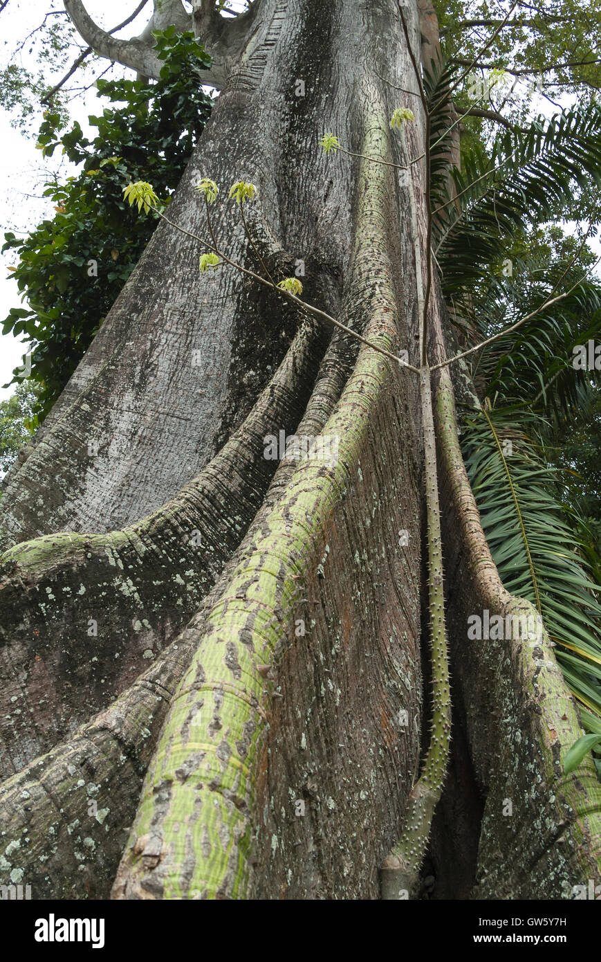 Strong Tree Roots High Resolution Stock Photography and Images - Alamy