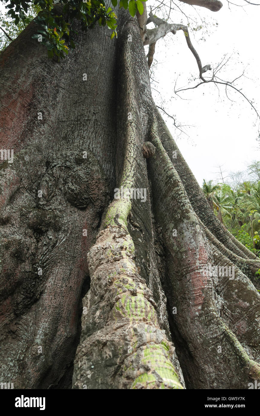 Strong Tree Roots High Resolution Stock Photography and Images - Alamy