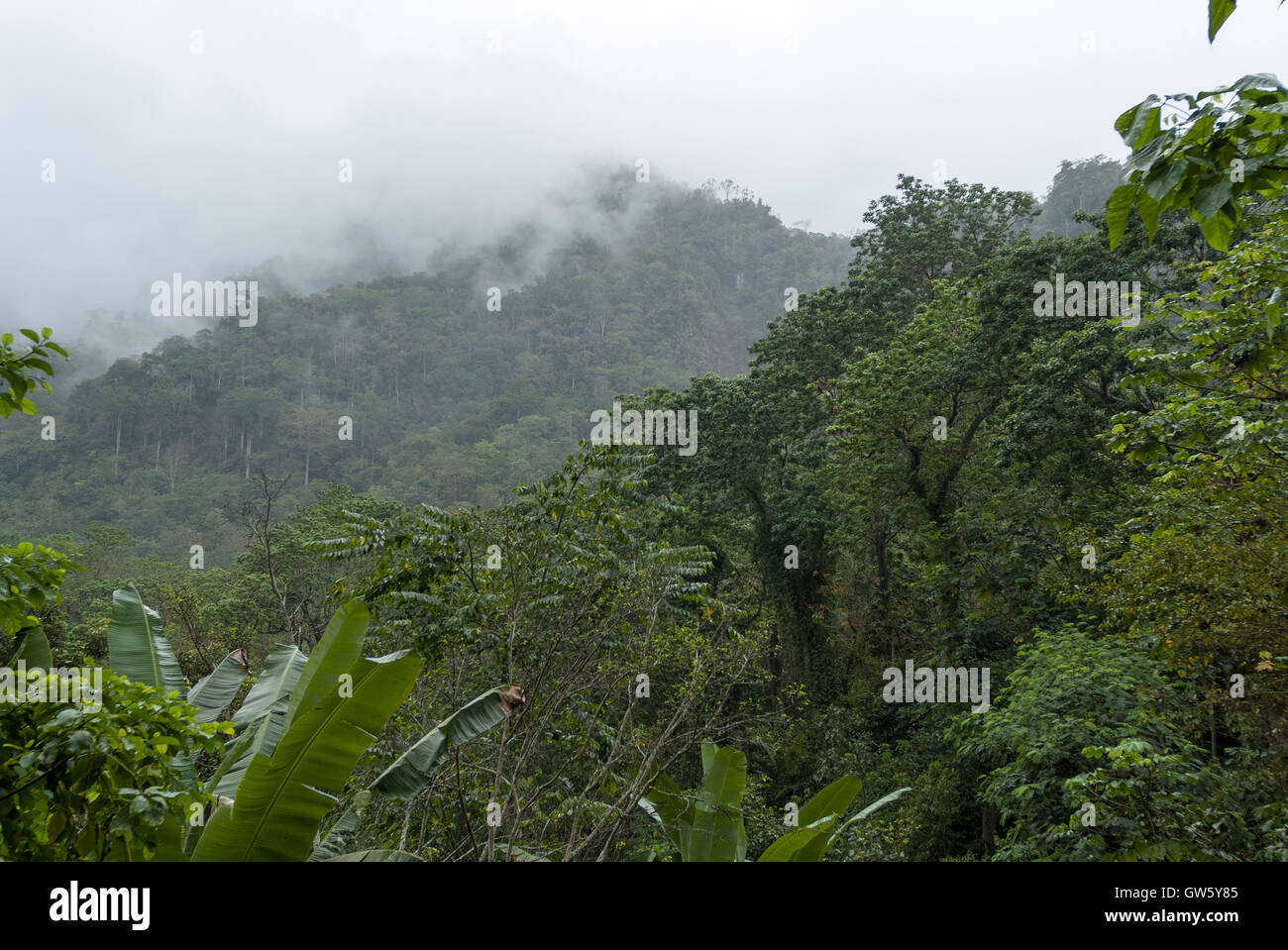 Vegetation Of The Atlantic Rain Forest High Resolution Stock ...
