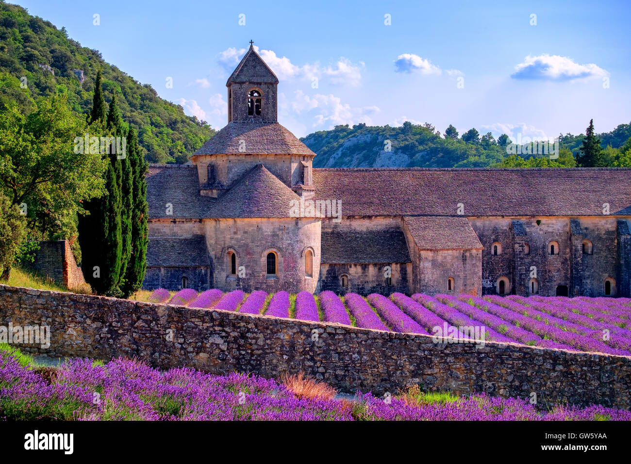 Blooming purple lavender fields at Senanque monastery, Provence ...