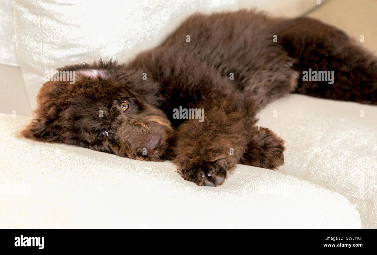 Chocolate labradoodle puppy dog lays down spread out flat on the couch ...