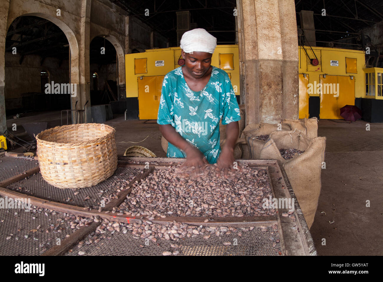 Harvesting Cocoa Stock Photos & Harvesting Cocoa Stock Images - Alamy