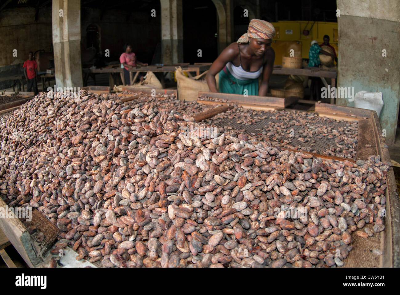 Cleaning Cocoa Beans High Resolution Stock Photography and Images - Alamy