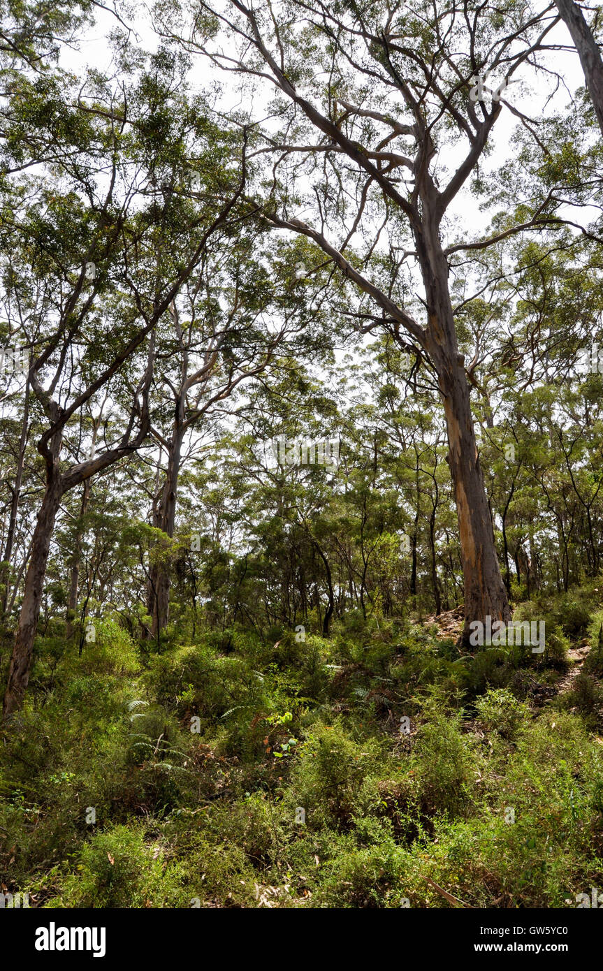 Karri Trees, Western Australia Stock Photos & Karri Trees, Western ...