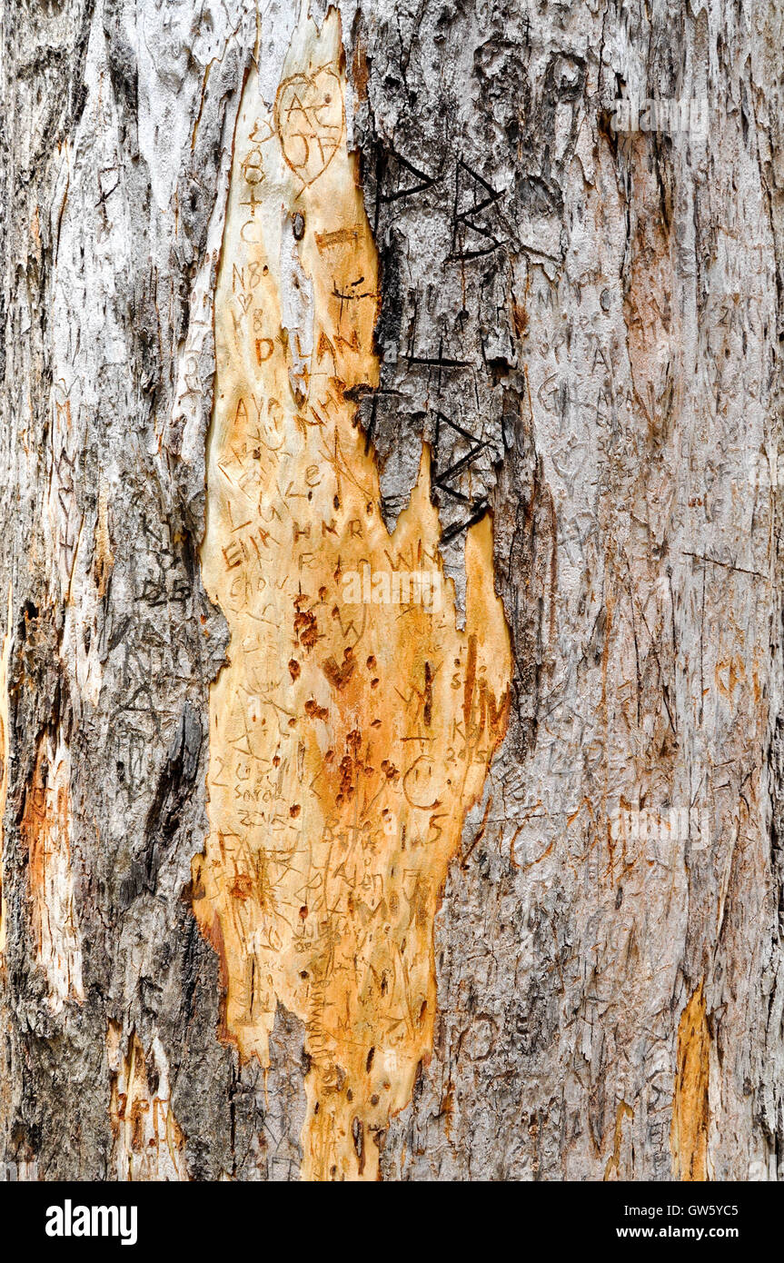 Carvings in tree trunk hi-res stock photography and images - Alamy