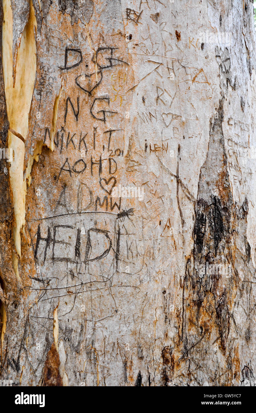 Closeup off karri tree trunk with etched carvings in the Boranup Forest ...