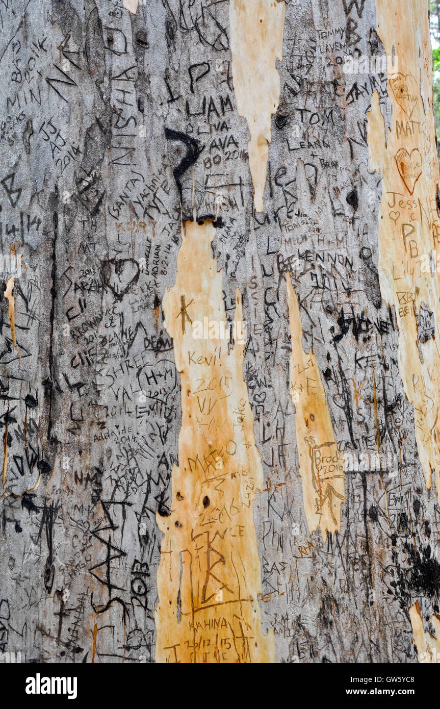 Closeup off karri tree trunk with etched carvings in the Boranup Forest ...