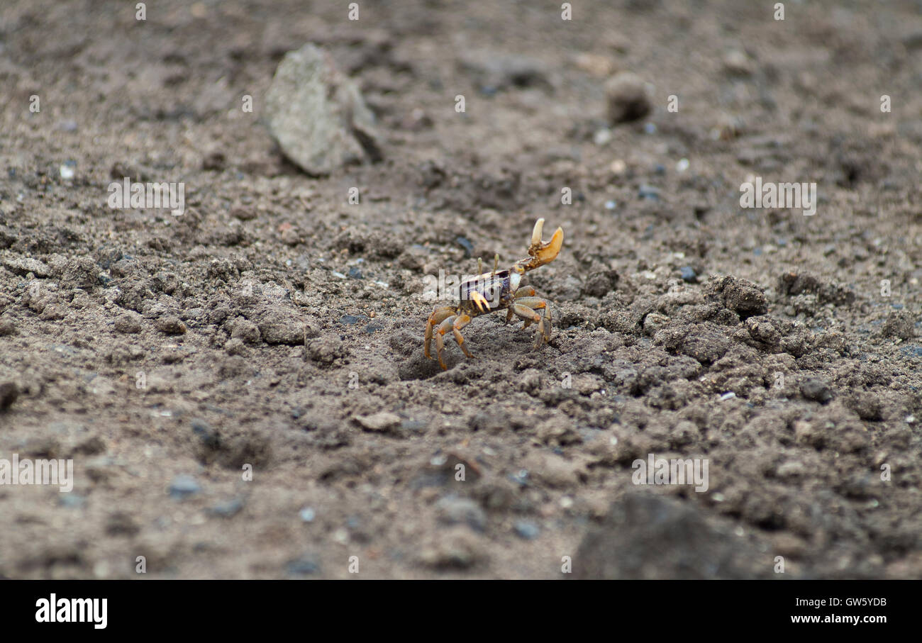 One Claw Crab High Resolution Stock Photography and Images - Alamy