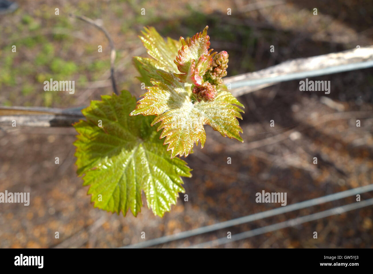 Spring budburst on verdelho grape vine showing two inflorescences (=two ...