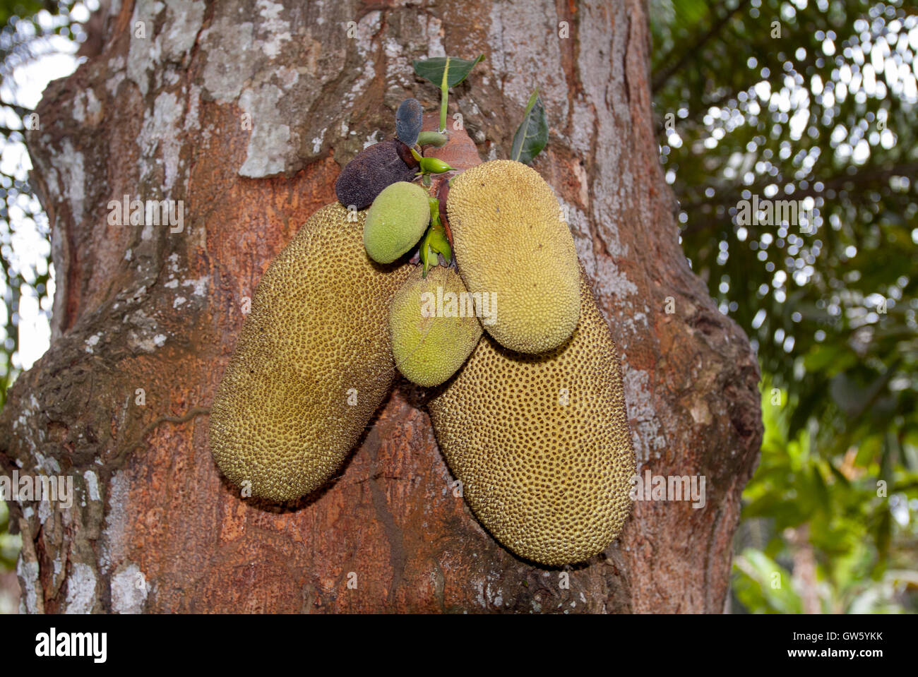 Jaca Fruit High Resolution Stock Photography and Images - Alamy