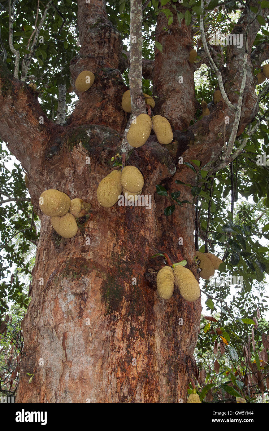 Jaca Fruit High Resolution Stock Photography and Images - Alamy