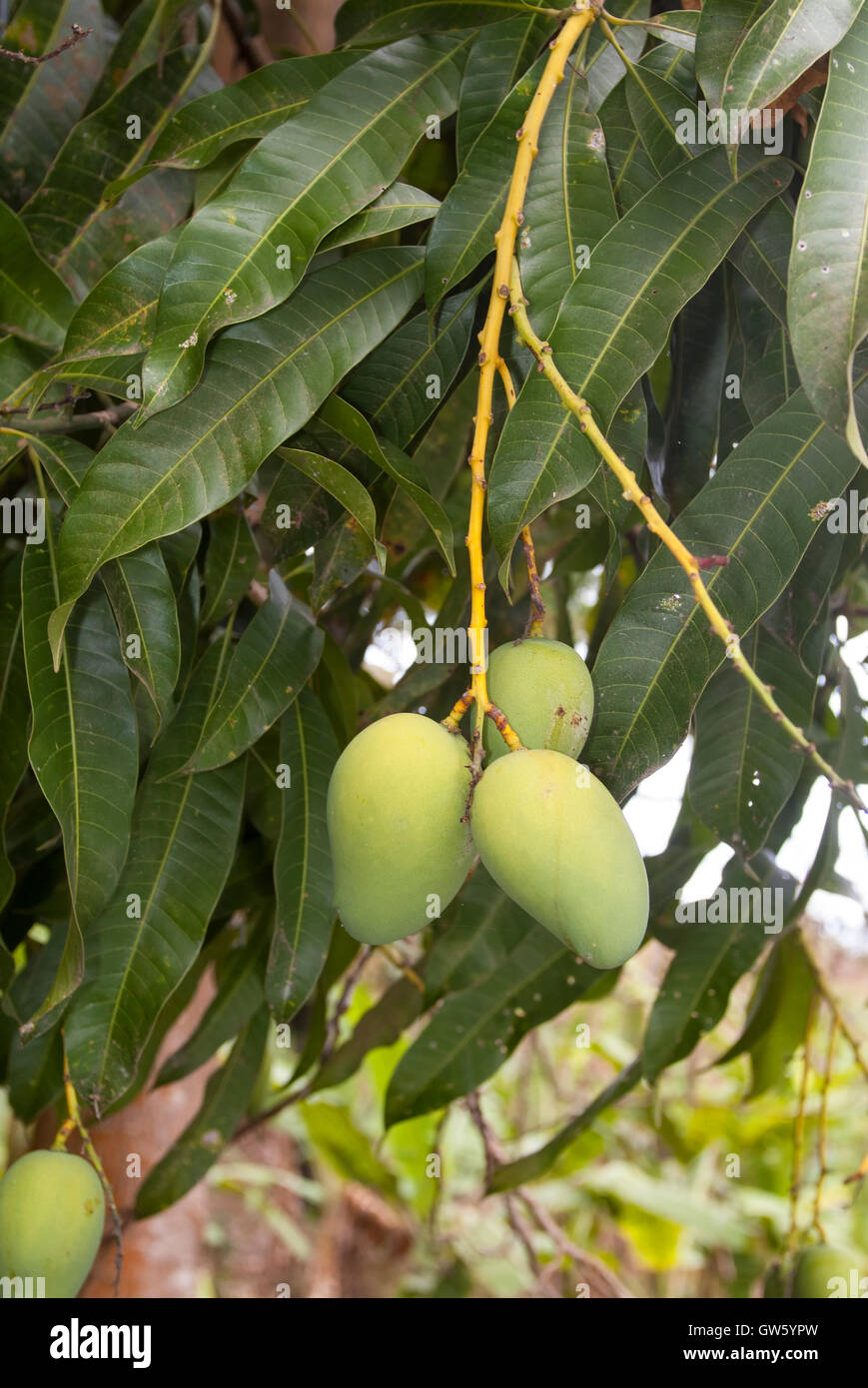 Mango Tree High Resolution Stock Photography and Images - Alamy