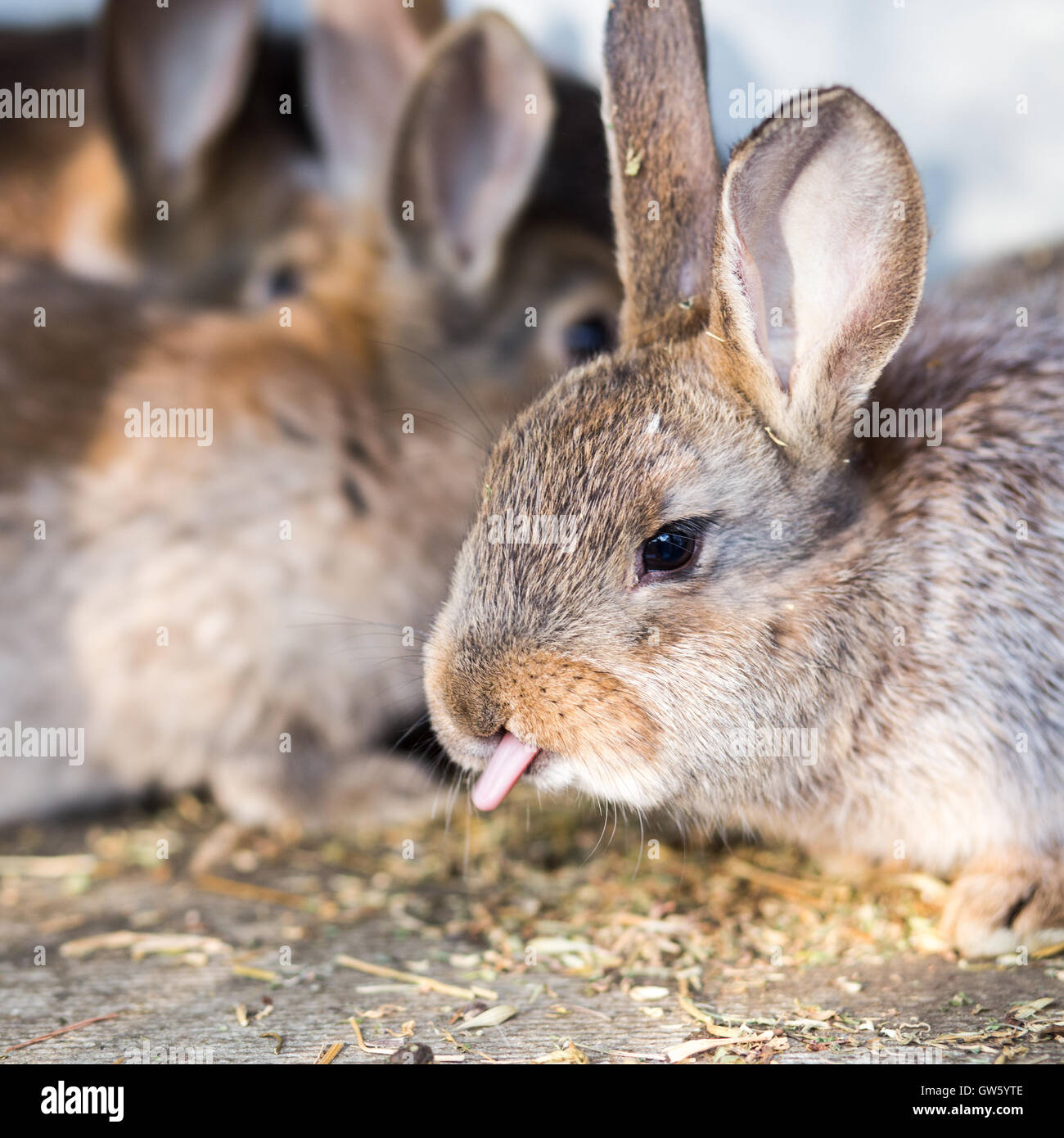 Rabbit tongue cute hi-res stock photography and images - Alamy