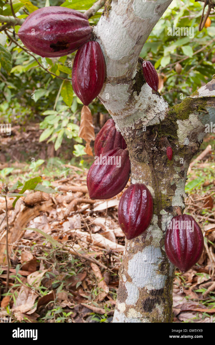 Cacao Plantation Trees High Resolution Stock Photography and Images - Alamy