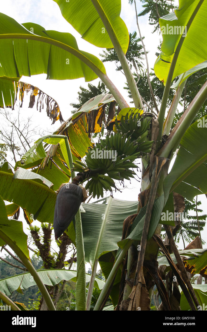 Equator Fruits High Resolution Stock Photography and Images - Alamy