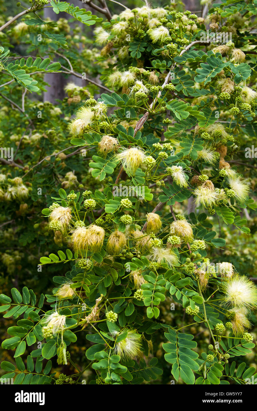 Equator Fruits High Resolution Stock Photography and Images - Alamy