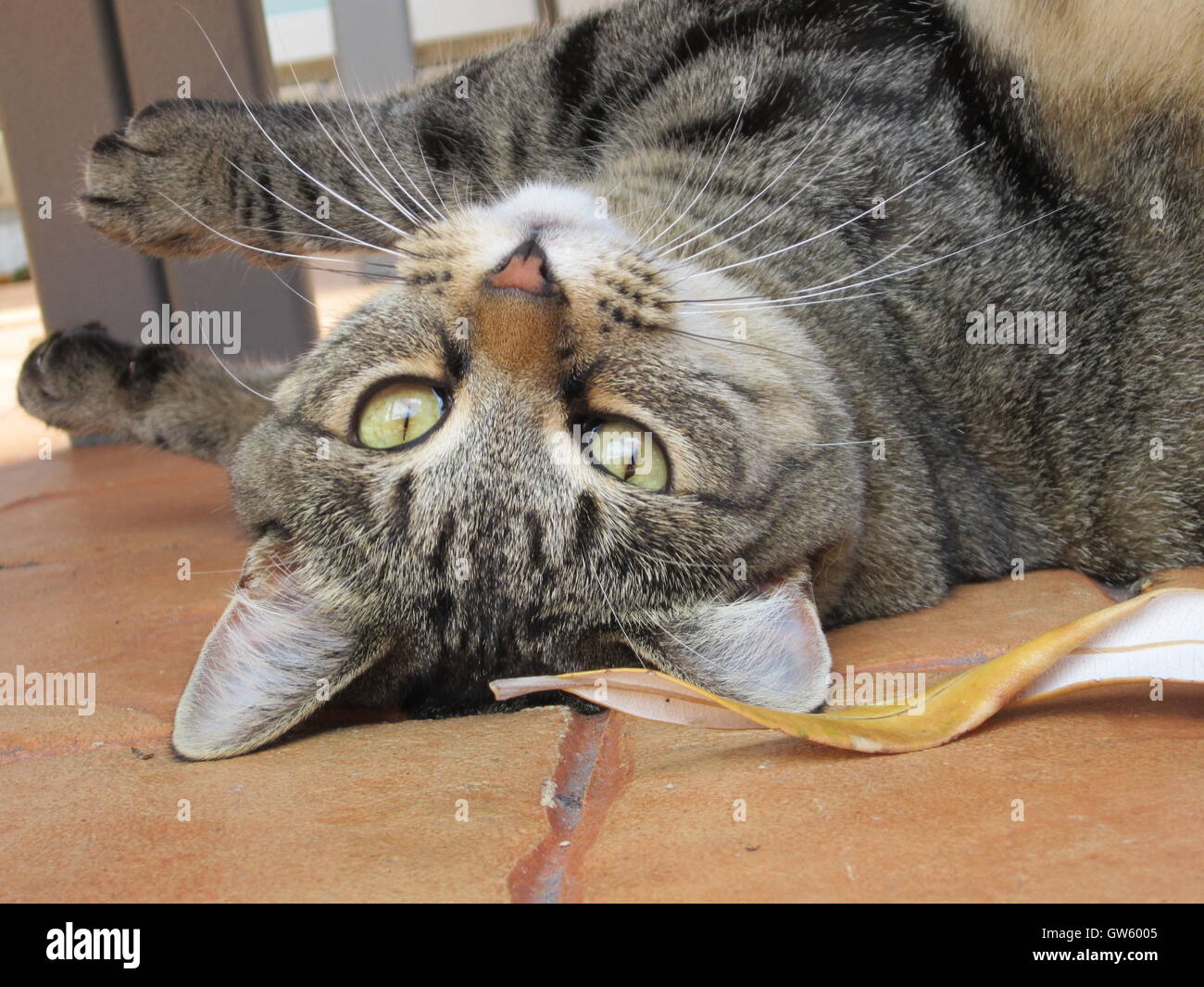 Cat rolling over Stock Photo - Alamy