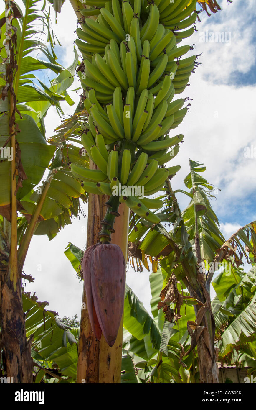 Equator Fruits High Resolution Stock Photography and Images - Alamy
