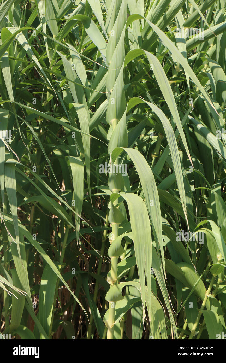 Arundo Donax High Resolution Stock Photography and Images - Alamy
