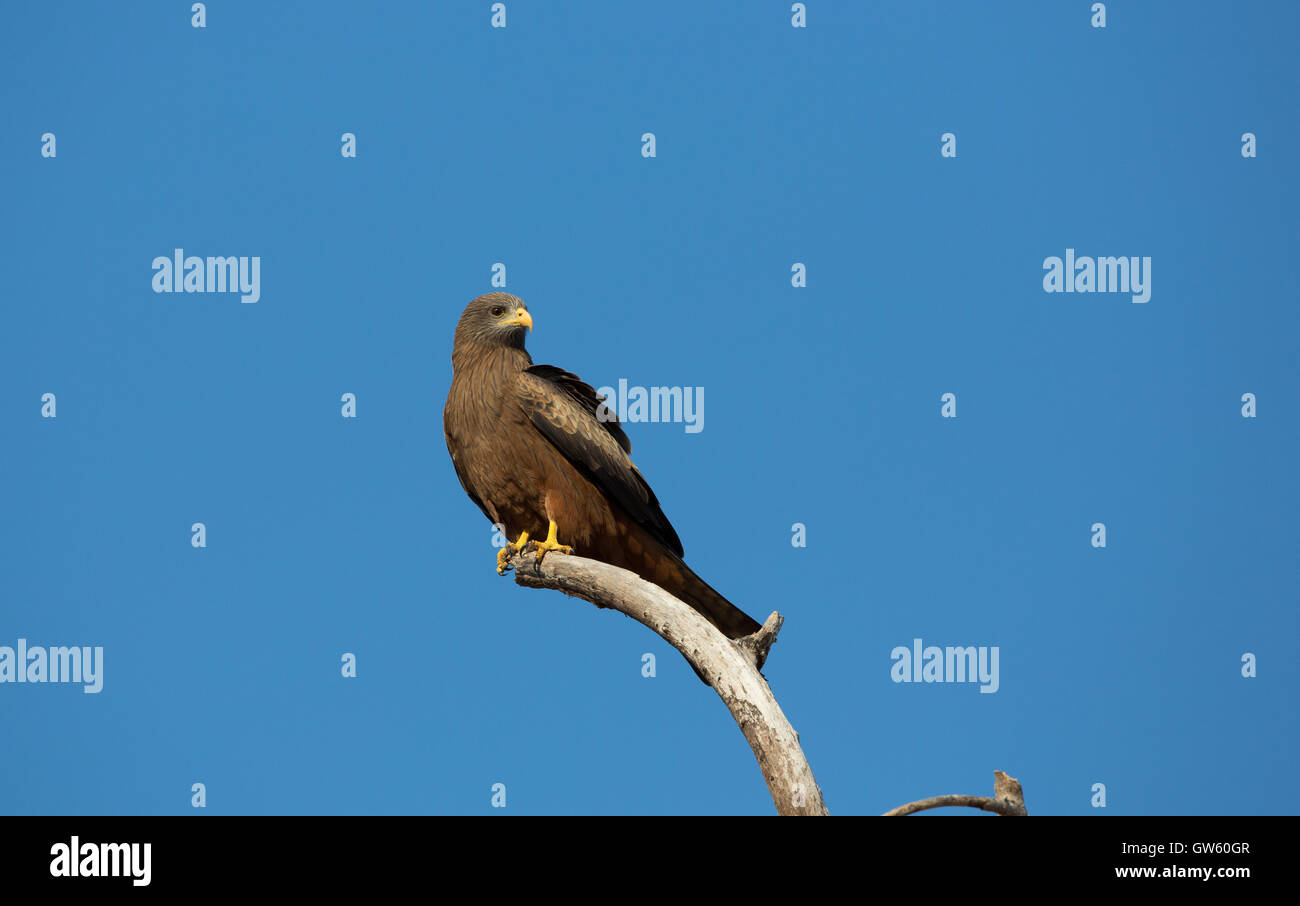 Yellow-billed kite (Milvus aegyptius parasitus) perched on a dead ...