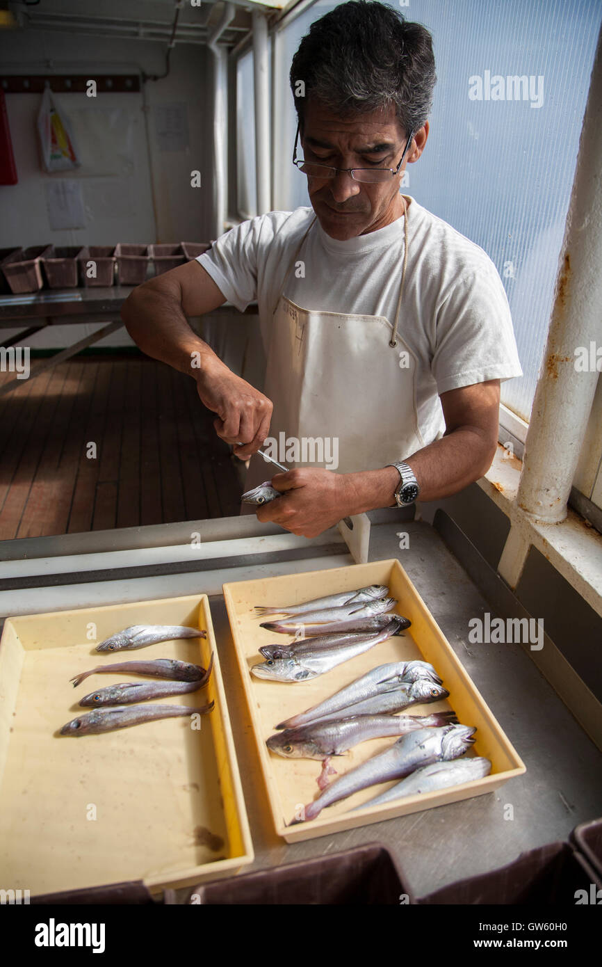 Fish Evisceration High Resolution Stock Photography and Images - Alamy