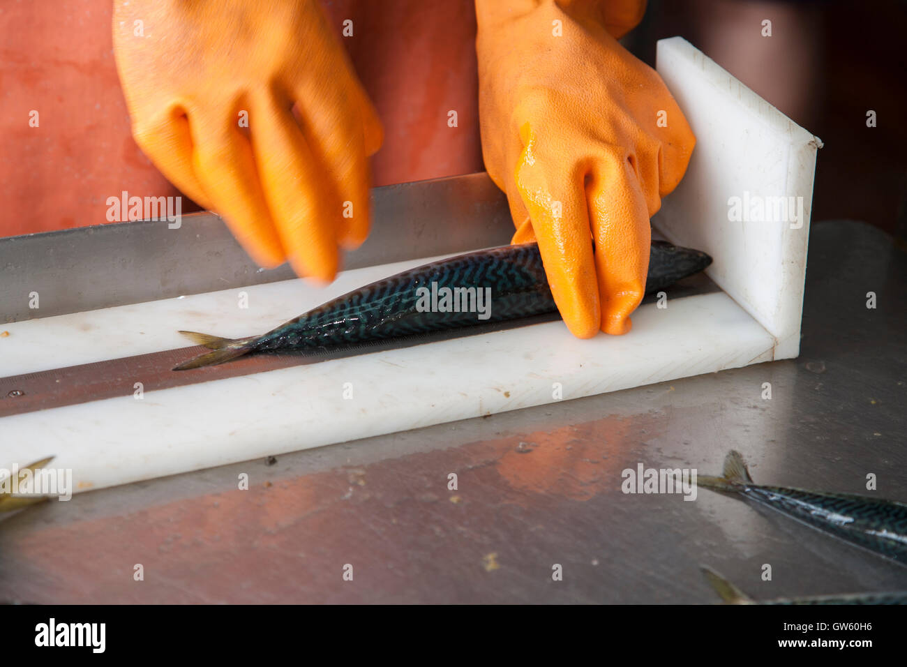 Fish Samples High Resolution Stock Photography and Images - Alamy