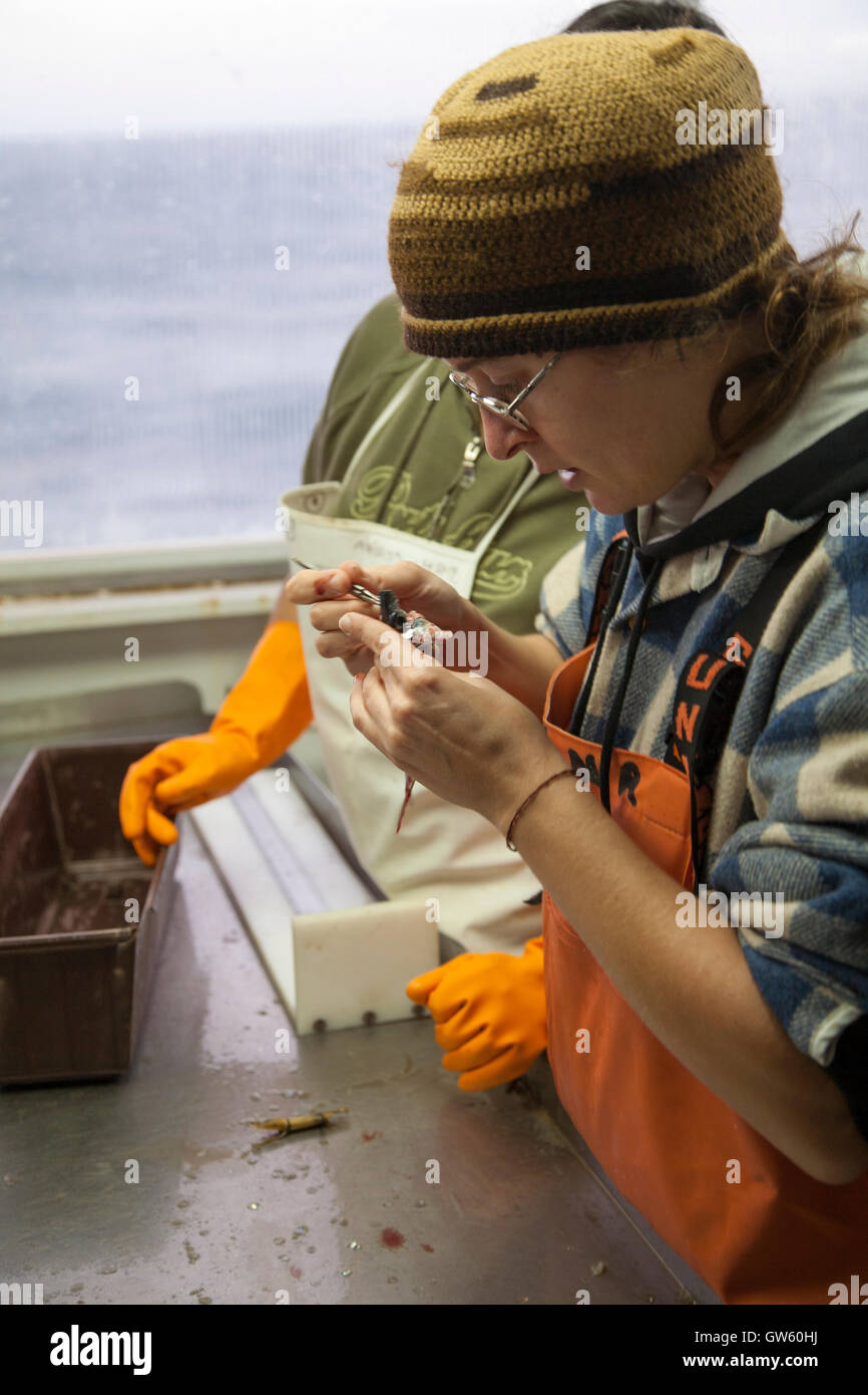 Removing Fish High Resolution Stock Photography and Images - Alamy