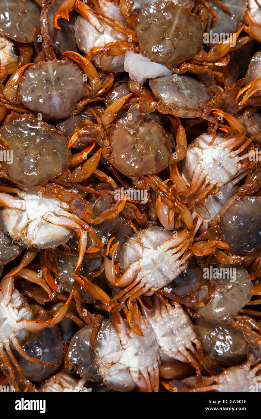 Nuisance Fish High Resolution Stock Photography and Images - Alamy