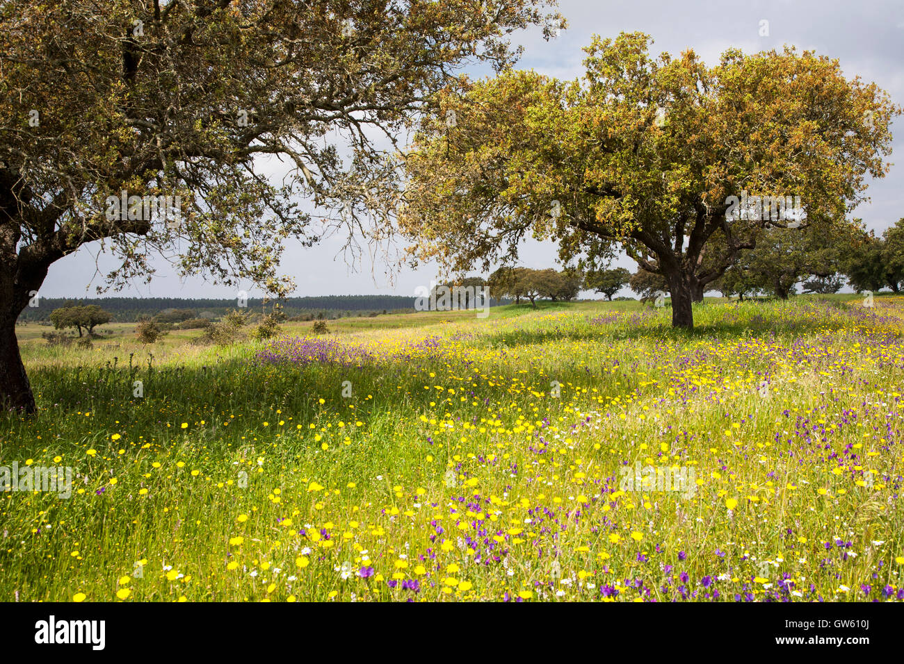 Holly Oak Quercus Ilex High Resolution Stock Photography and Images - Alamy