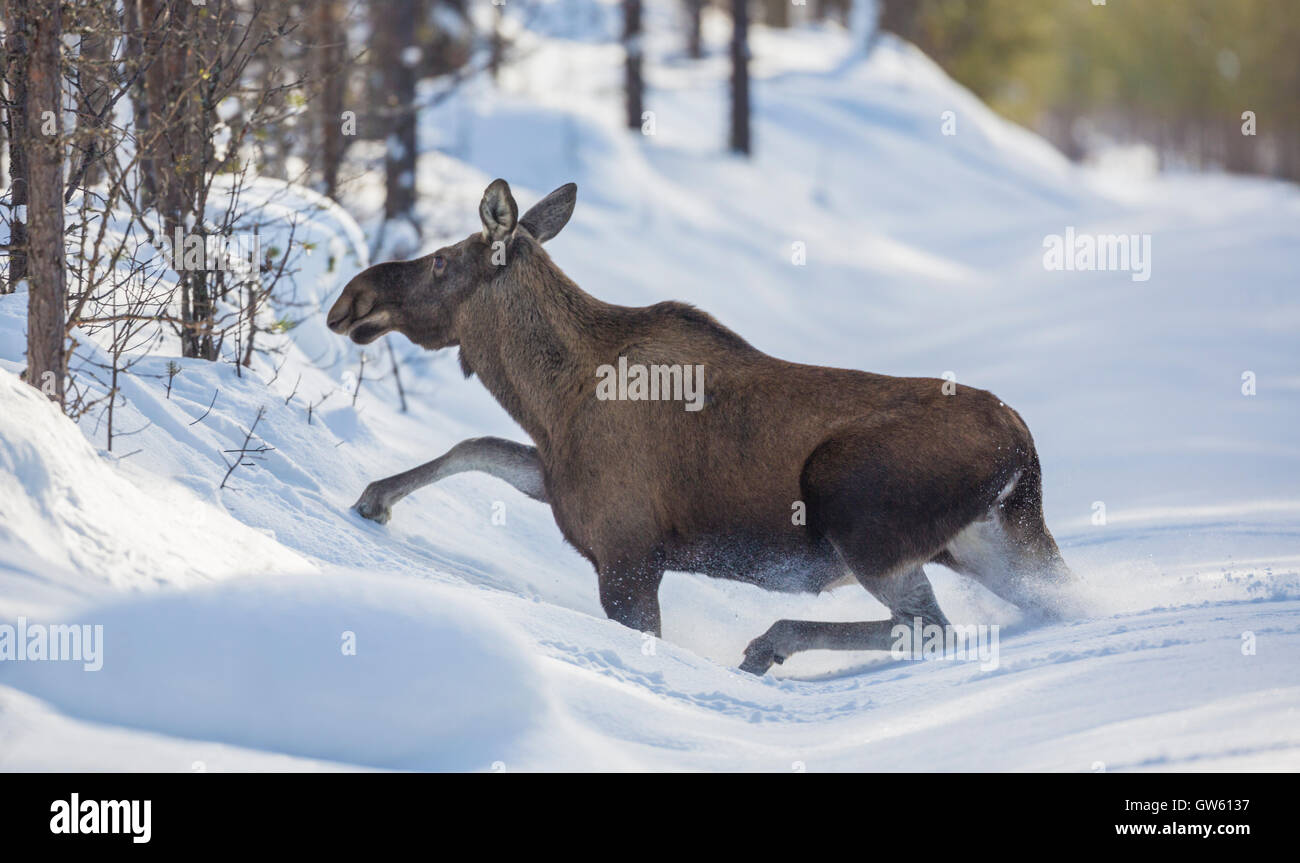 Moose running in deep snow over a snow covered road, Swedish Lapland ...
