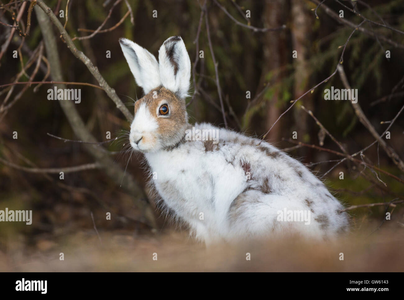 Swedish wildlife hi-res stock photography and images - Alamy