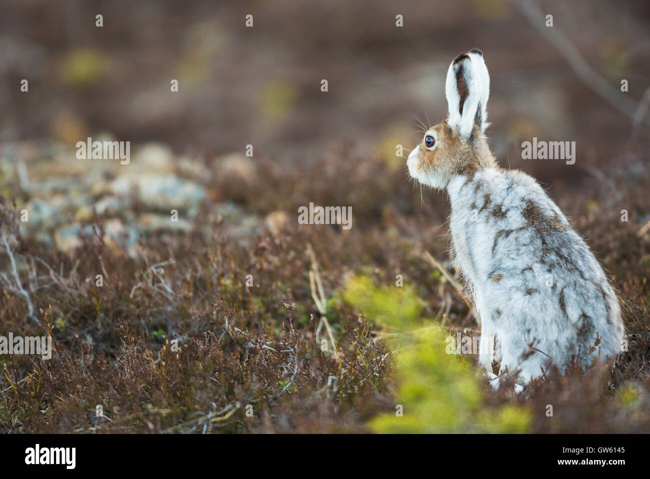 Mountain hare sitting with his back towards the camera and turning his ...