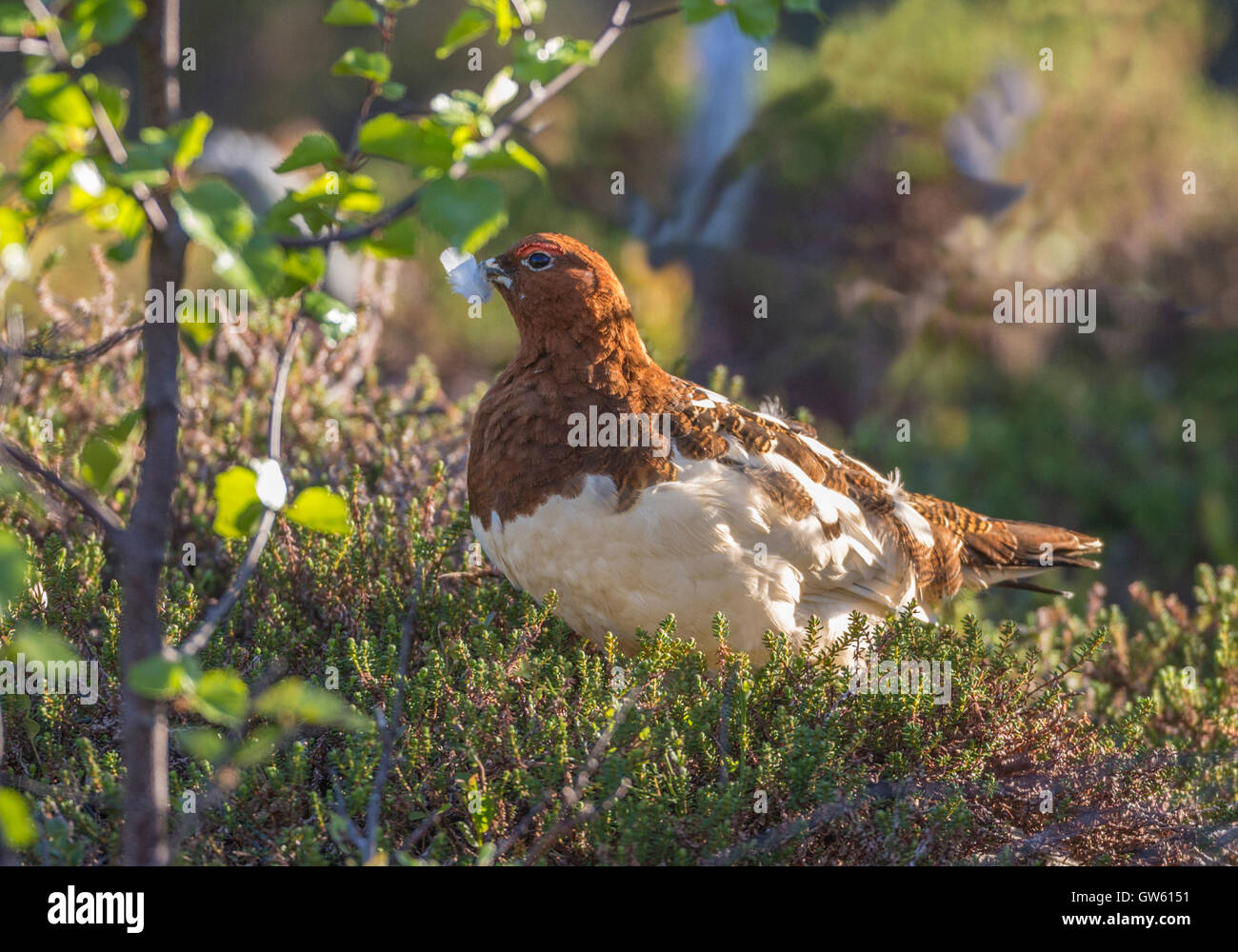 Bird fether hi-res stock photography and images - Alamy