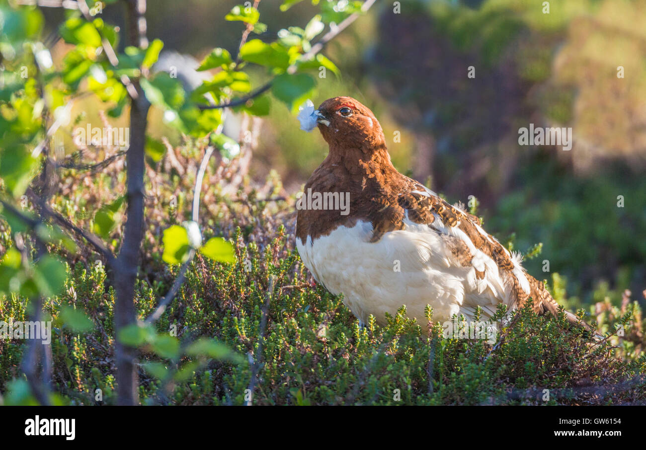 Bird fether hi-res stock photography and images - Alamy