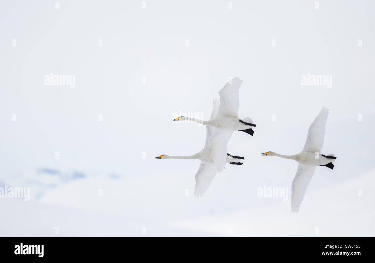 Three Whooper swans flying together, Gällivare, Swedish Lapland, Sweden ...
