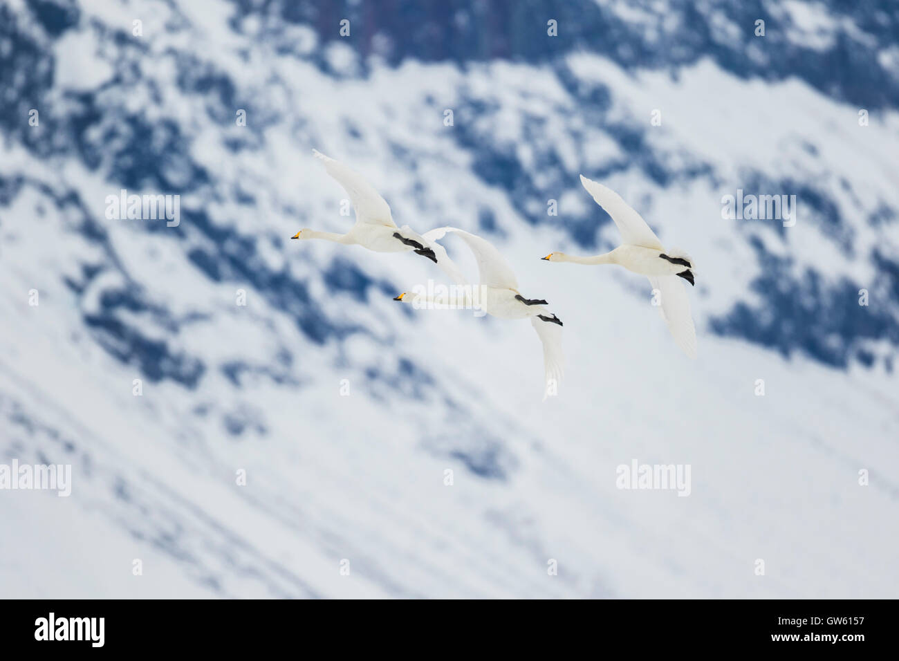 Three Whooper swans flying together with a mountain in the background ...