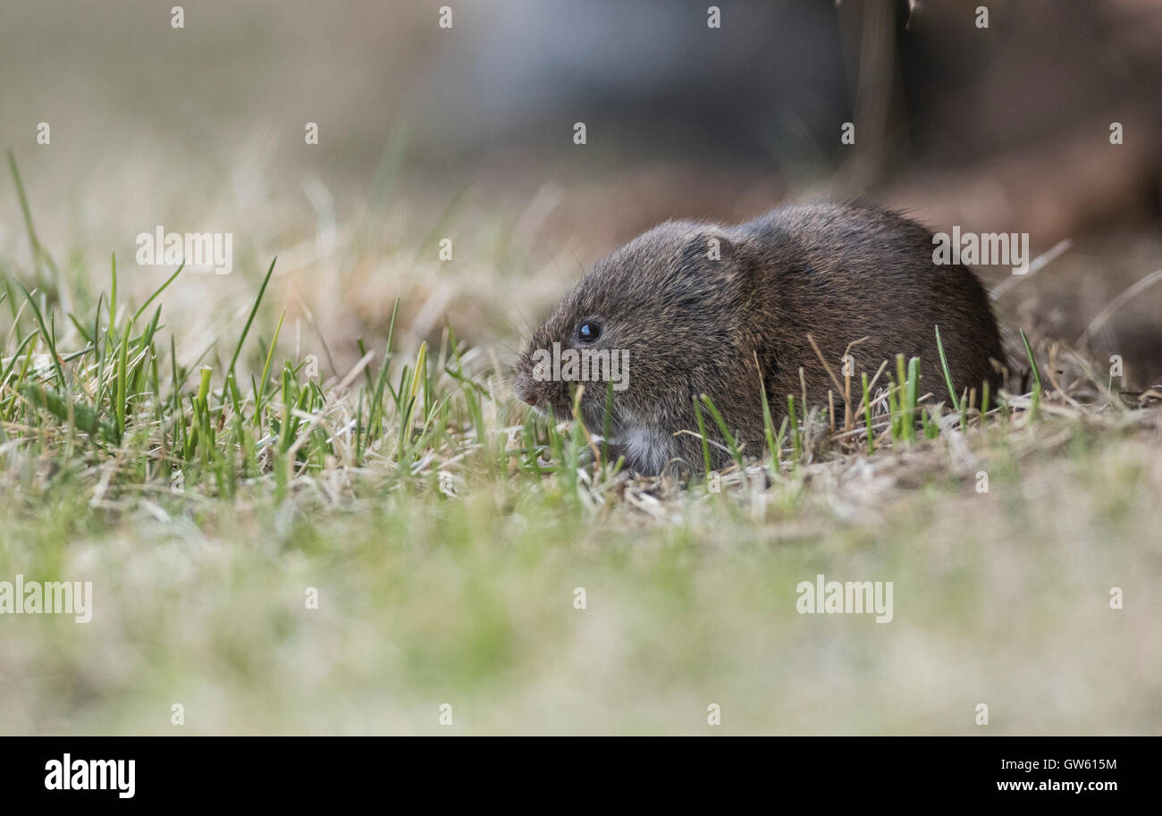 Field vole in grass shoot at close up, Gällivare, Swedish Lapland ...