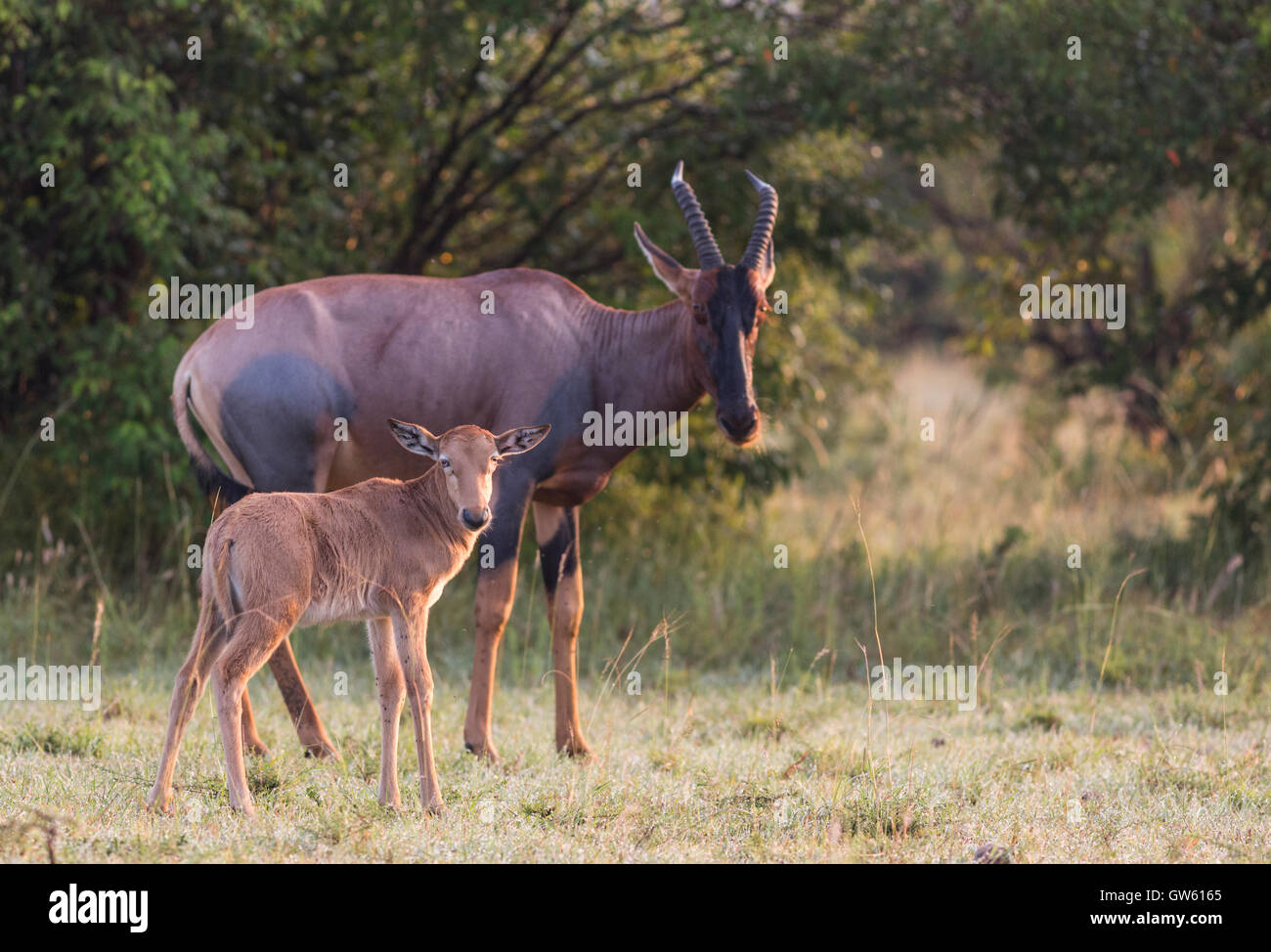 Female Topi gazelle with calf looking n to the camera at sundown, Masai ...