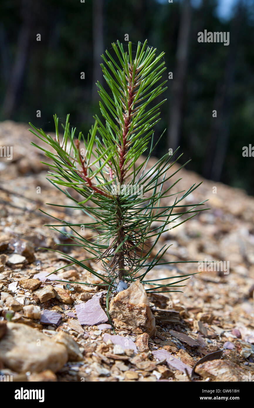 Maritime Pine Trees High Resolution Stock Photography and Images - Alamy
