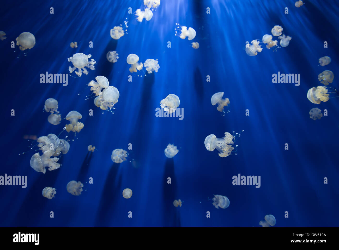 medusa jellyfish underwater diving photo egypt red sea Stock Photo - Alamy