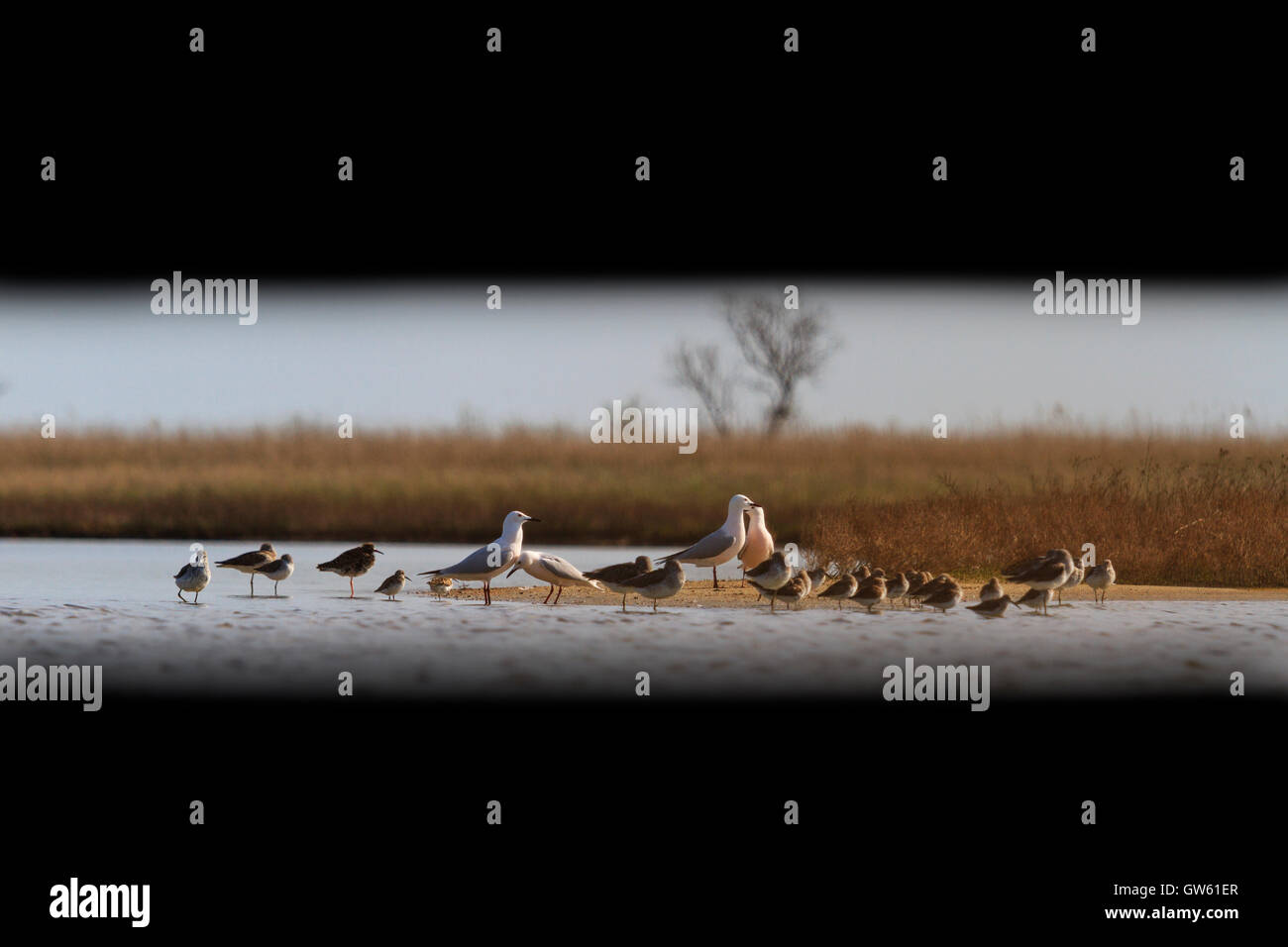 Migratory bird hunting hi-res stock photography and images - Alamy