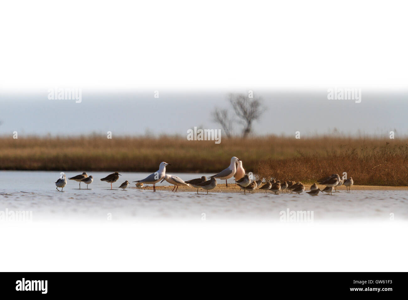 flock of migratory birds isolated on white Stock Photo - Alamy