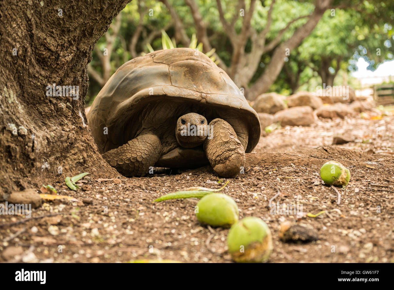 turtle rest in Mauritius. turtle walks in Mauritius Stock Photo - Alamy