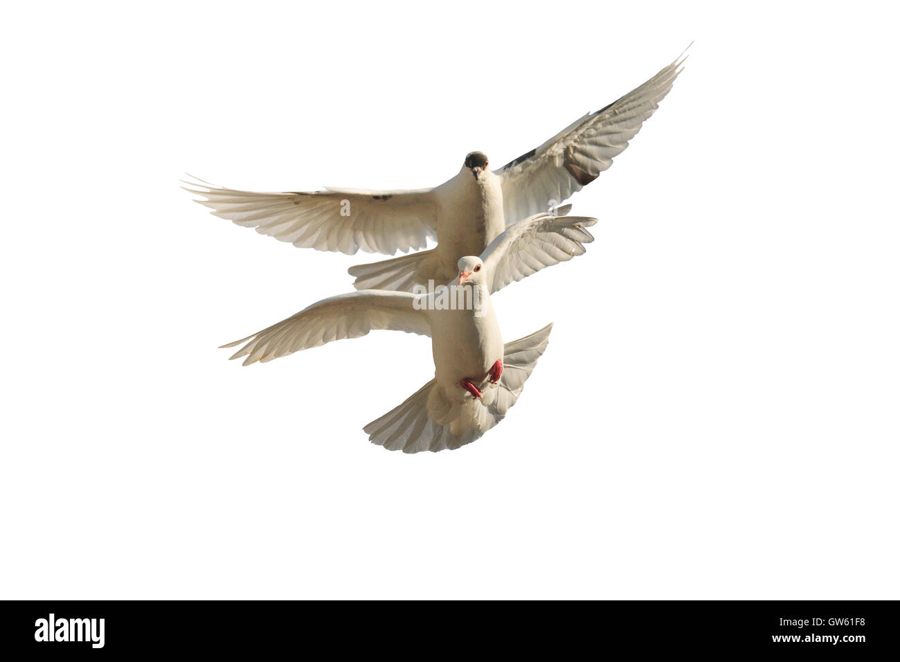Messenger pigeon flying hi-res stock photography and images - Alamy