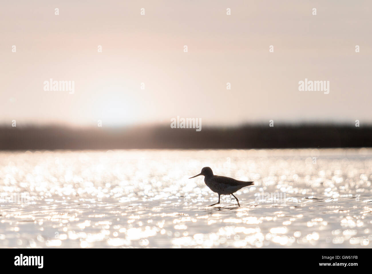 sandpiper among beautiful bokeh in water at sunrise Stock Photo - Alamy