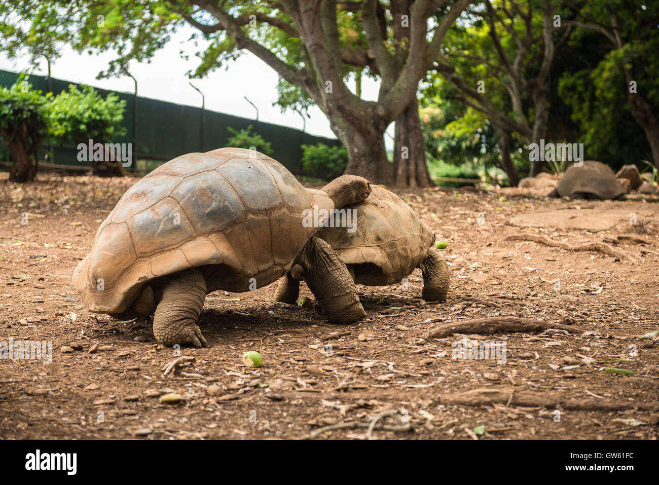 Love games turtles in Mauritius. large, giant tortoises mate Stock ...