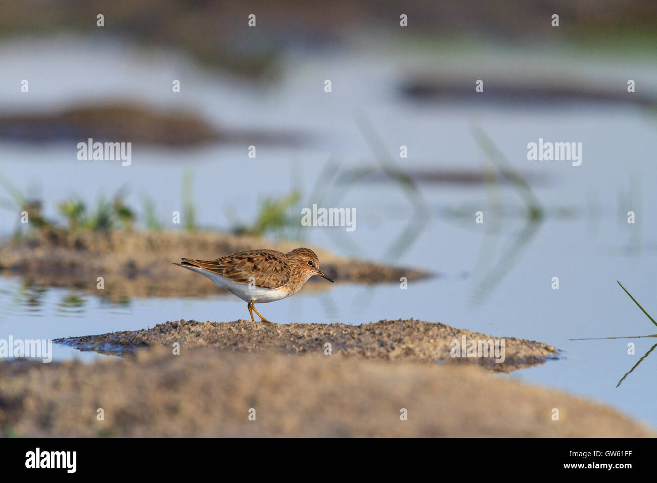 small sandpiper islands of water Stock Photo - Alamy