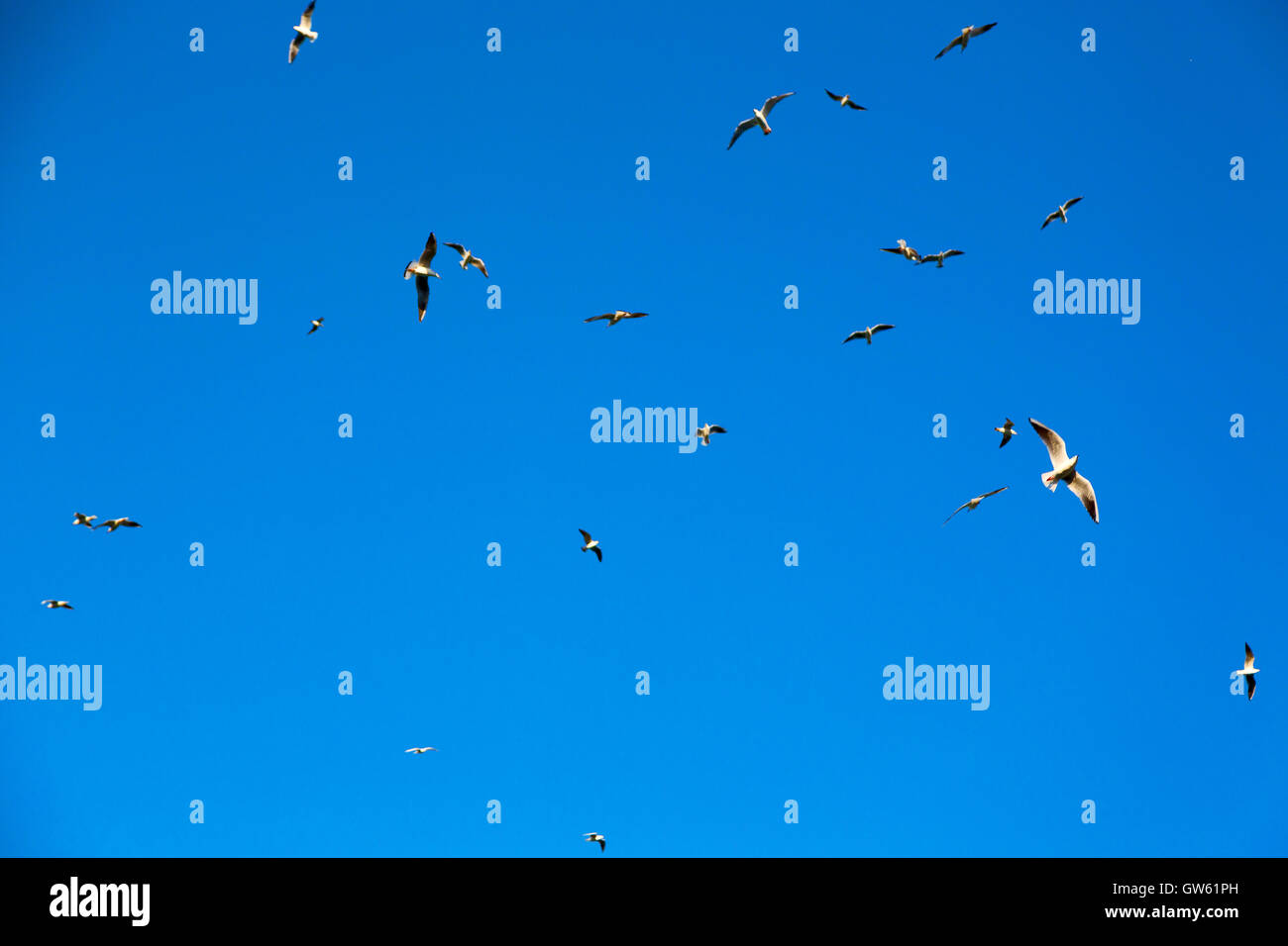 and free group of birds in oman the sky Stock Photo - Alamy