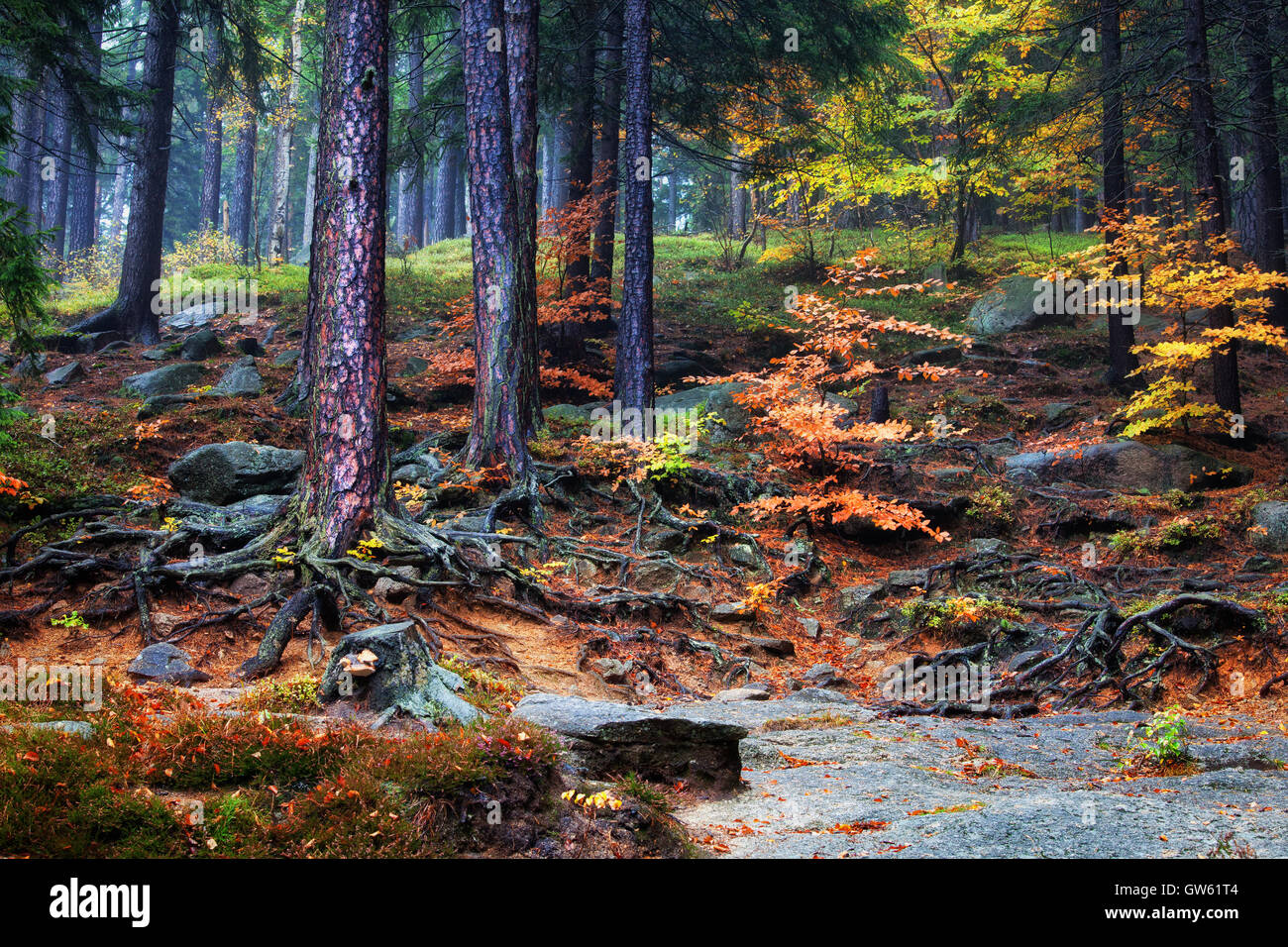 Exposed roots of slope hi-res stock photography and images - Alamy